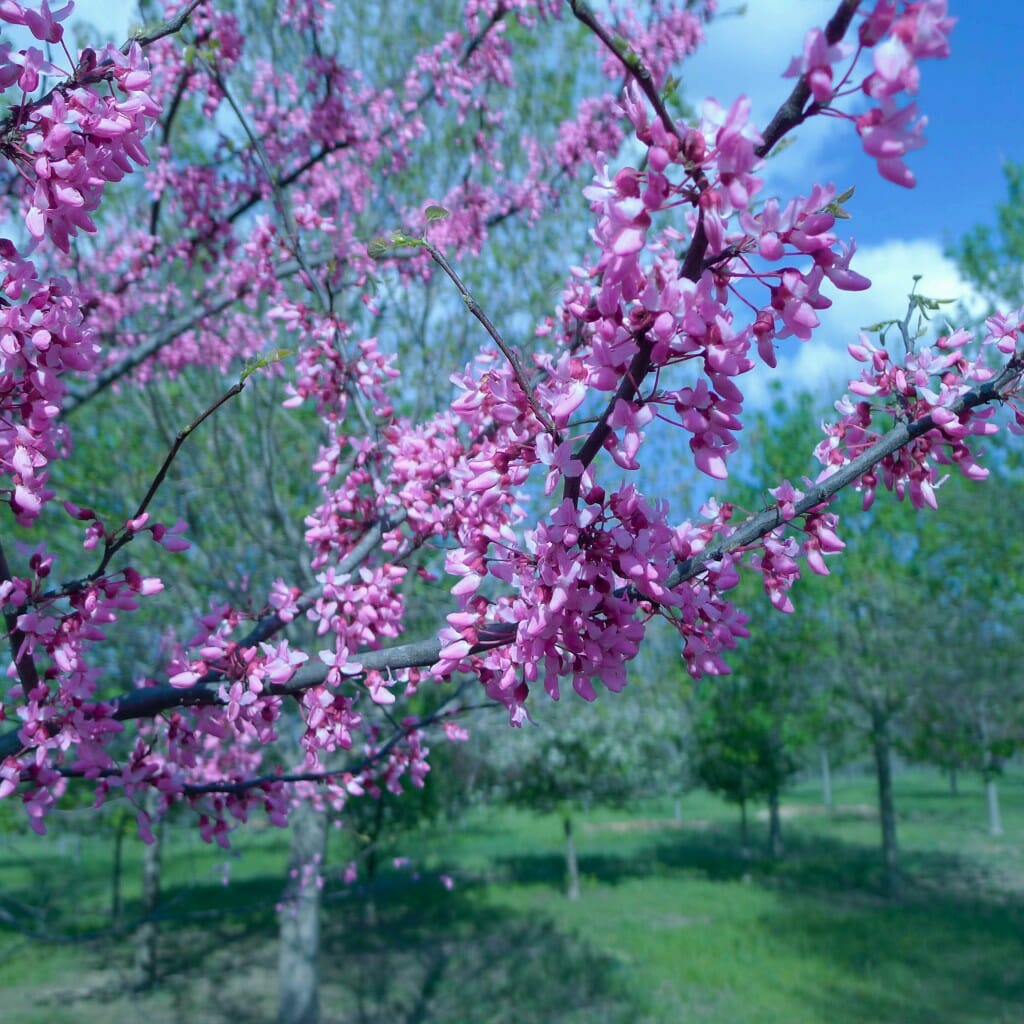 Multi-stem Eastern Redbud - Halka Nurseries