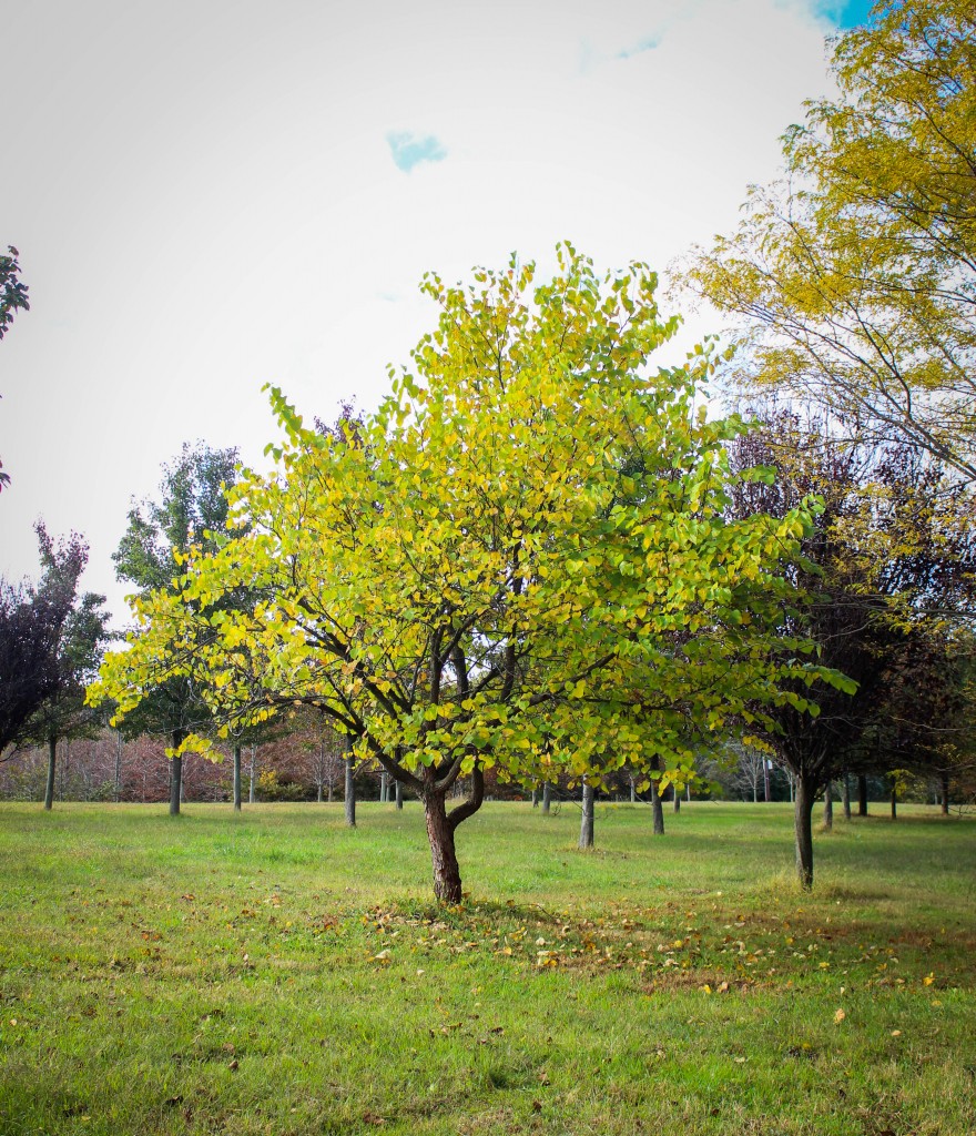 Single-stem Eastern Redbud - Halka Nurseries