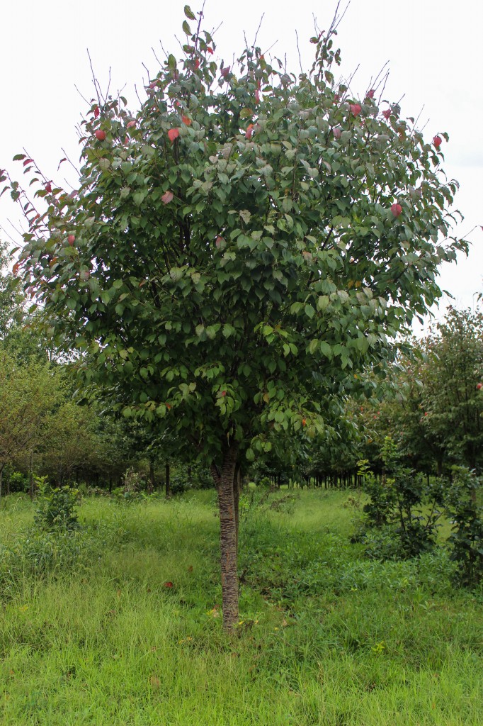 Sargent Cherry - Halka Nurseries