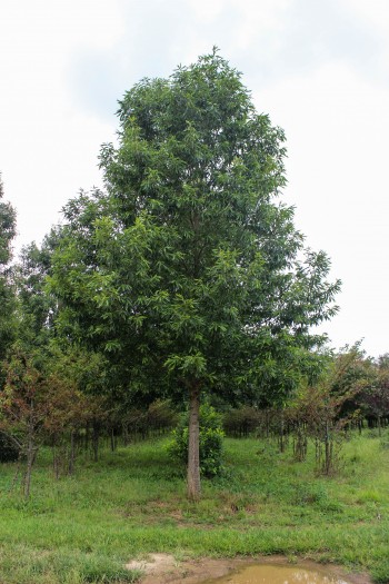 Sawtooth Oak - Halka Nurseries
