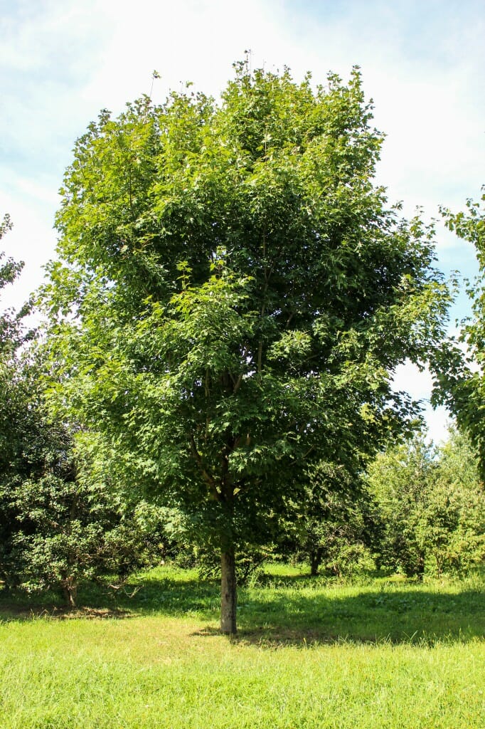 Sugar Maple - Halka Nurseries