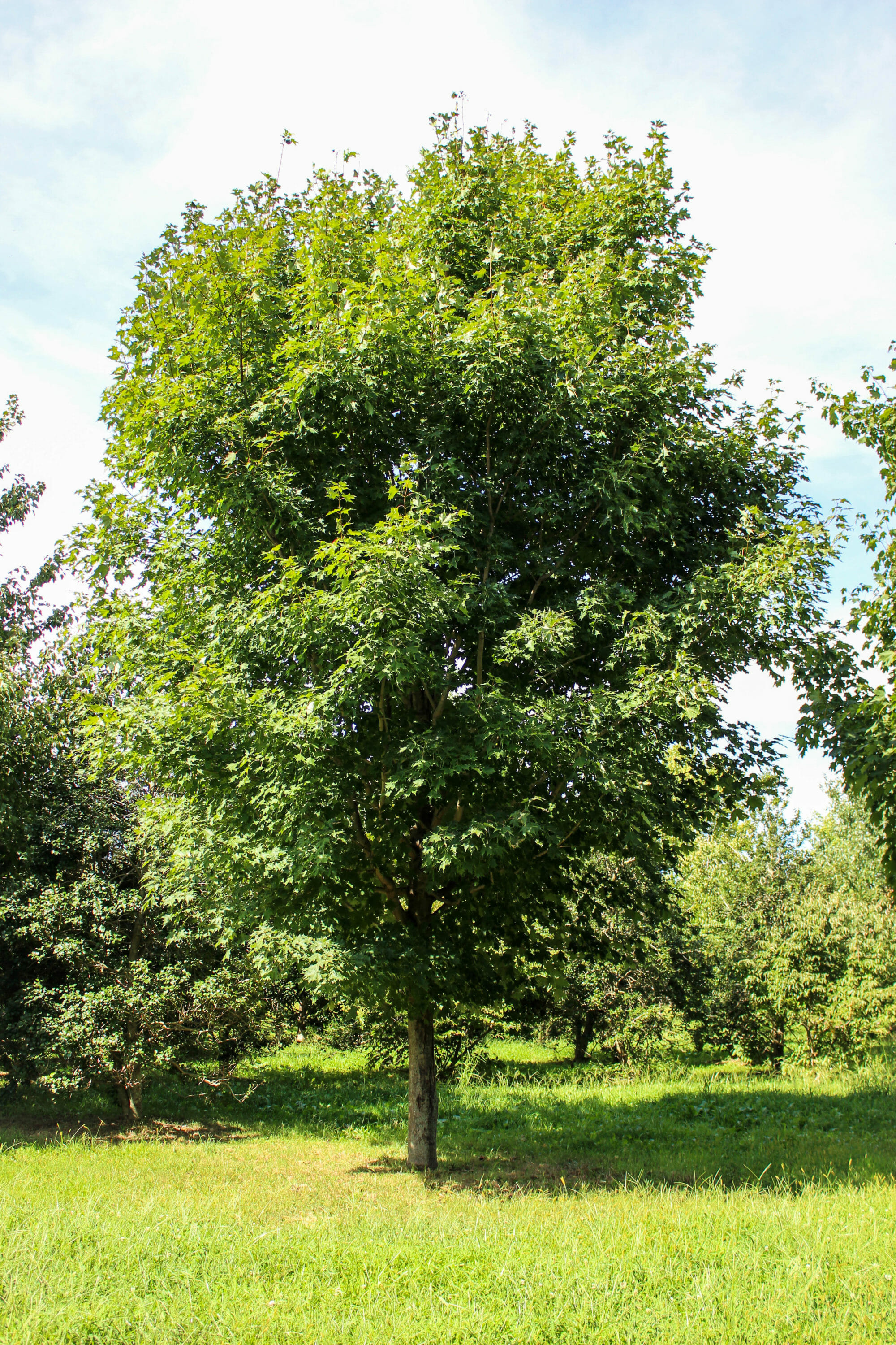 Sugar Maple - Halka Nurseries