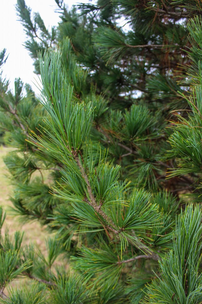 Swiss Stone Pine - Halka Nurseries