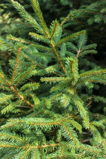 White Spruce - Halka Nurseries