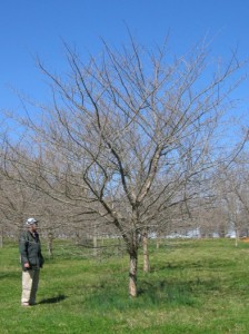 Single-stem Winter King Hawthorne - Halka Nurseries