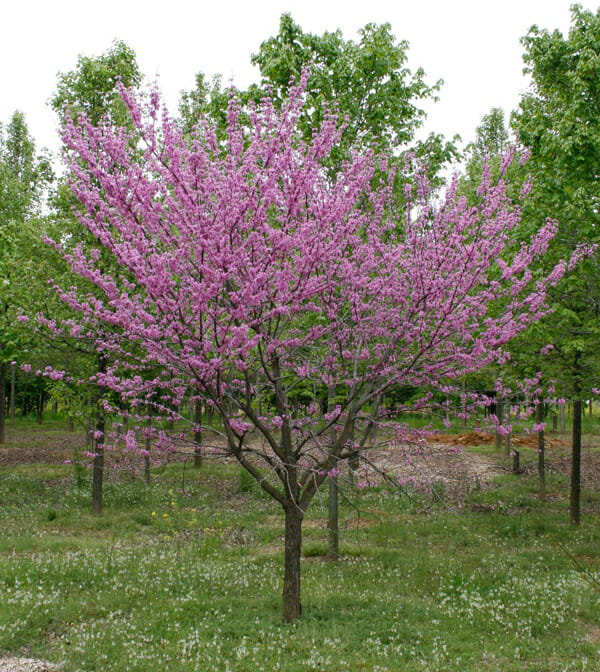 Single-stem Eastern Redbud - Halka Nurseries