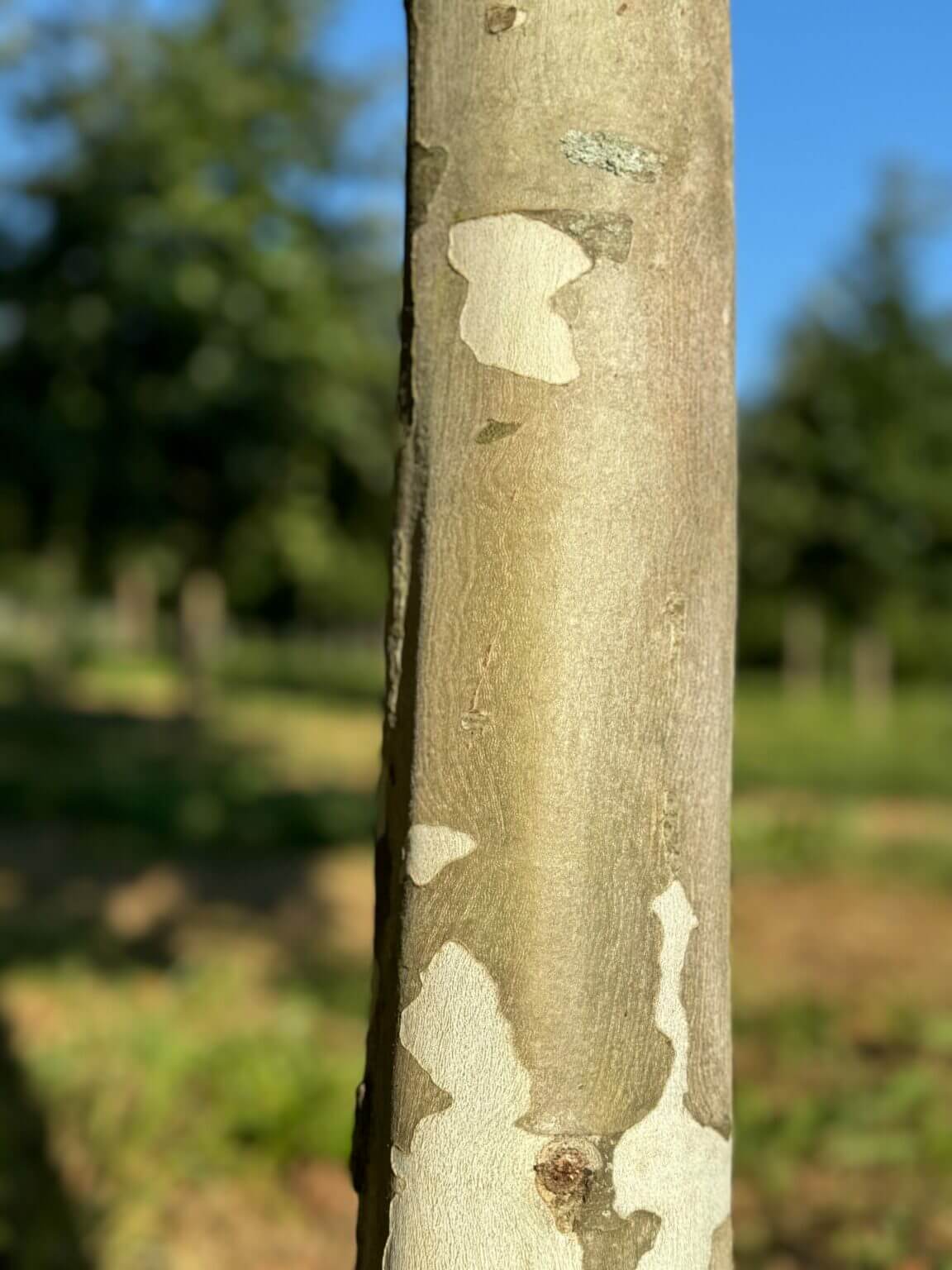Multi-stem Bloodgood London Planetree - Halka Nurseries