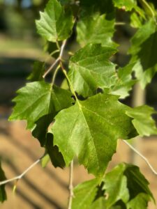 Multi-stem Bloodgood London Planetree - Halka Nurseries