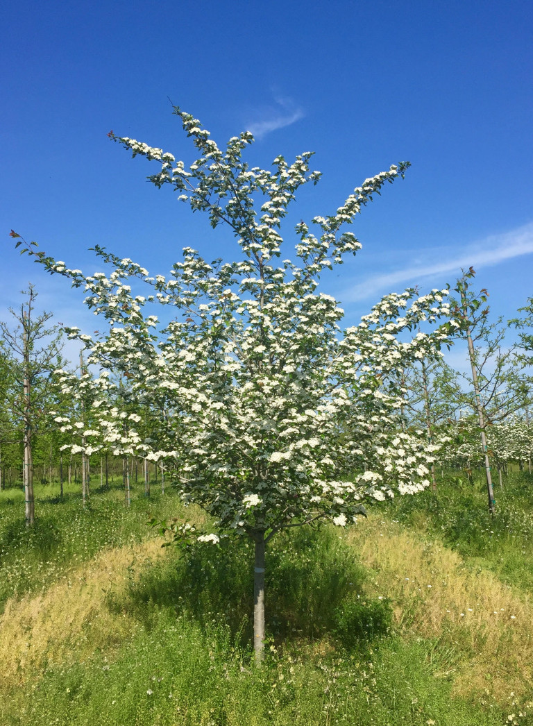 Single-stem Winter King Hawthorne - Halka Nurseries