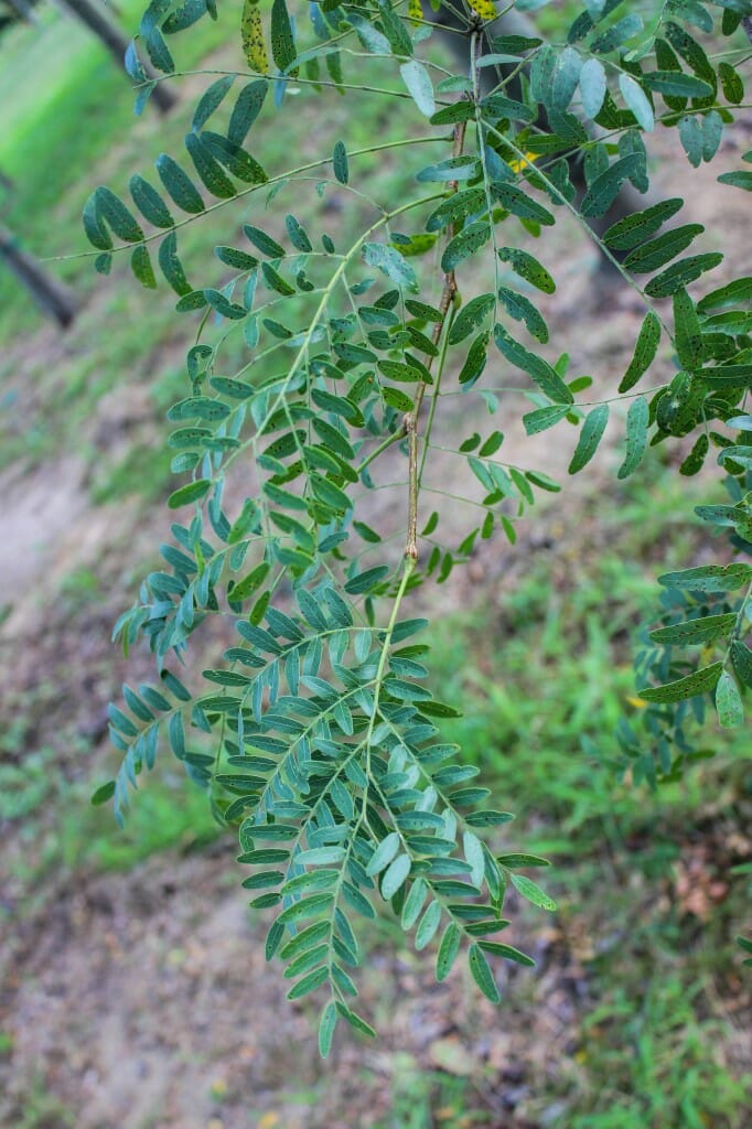 Multi-stem Halka Honeylocust - Halka Nurseries