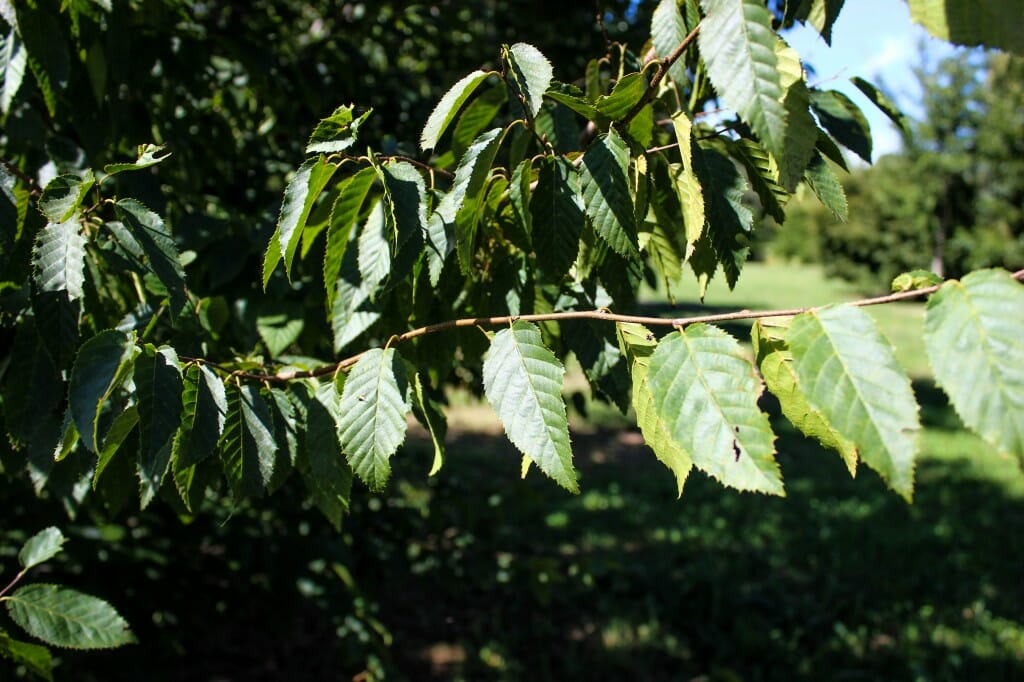 American Hornbeam - Halka Nurseries