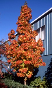 Apollo Maple - Halka Nurseries