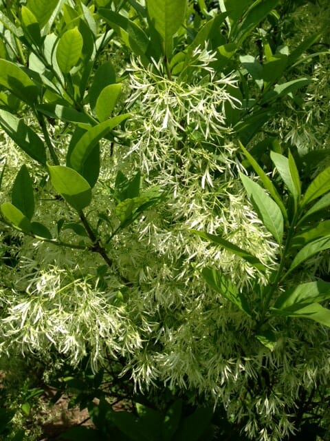 Chionanthus virginicus 2 - Halka Nurseries Chionanthus virginicus 2 - Halka Nurseries