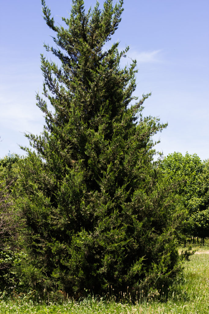 Juniperus Chinensis Hetzi Columnaris Hetzi Juniperspring View Halka Nurseries