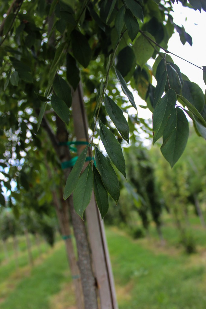 Multi-stem Espresso Kentucky Coffee Tree - Halka Nurseries