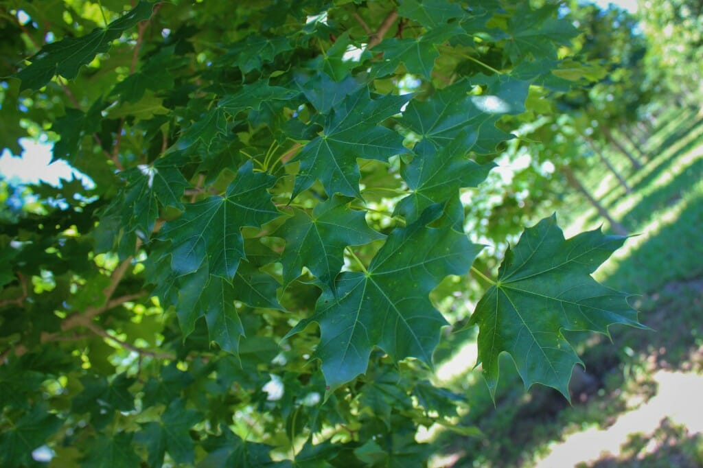 Norwegian Sunset Maple - Halka Nurseries