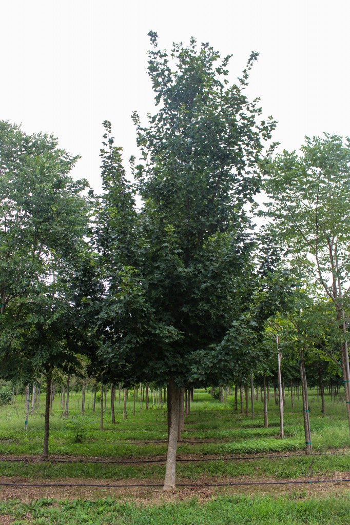 Pacific Sunset Maple - Halka Nurseries