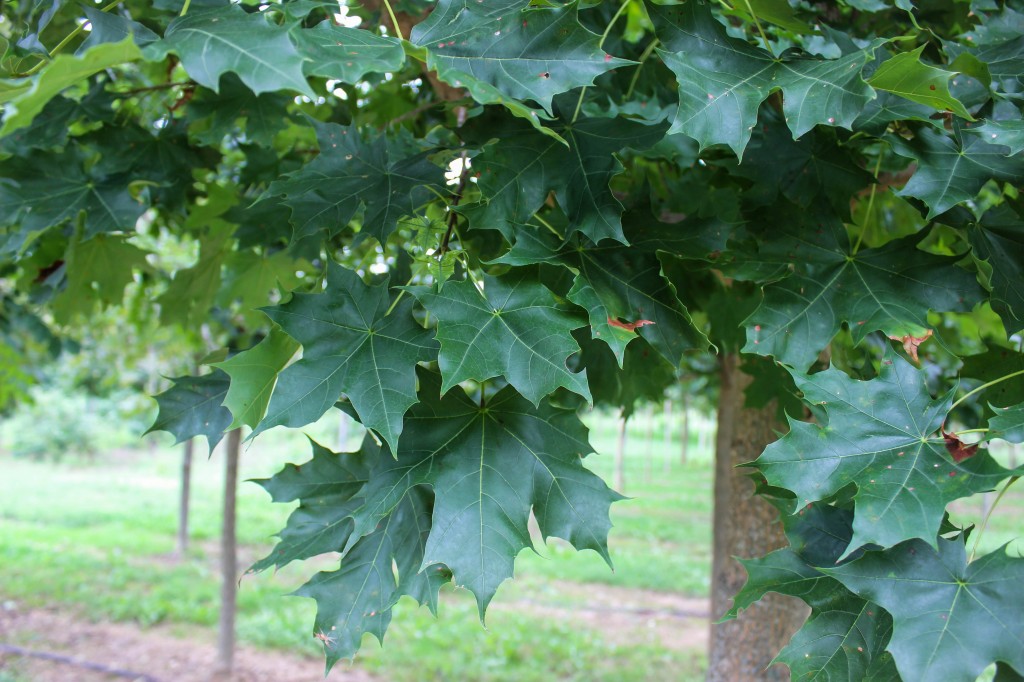 Pacific Sunset Maple - Halka Nurseries