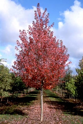Redpointe Maple - Halka Nurseries