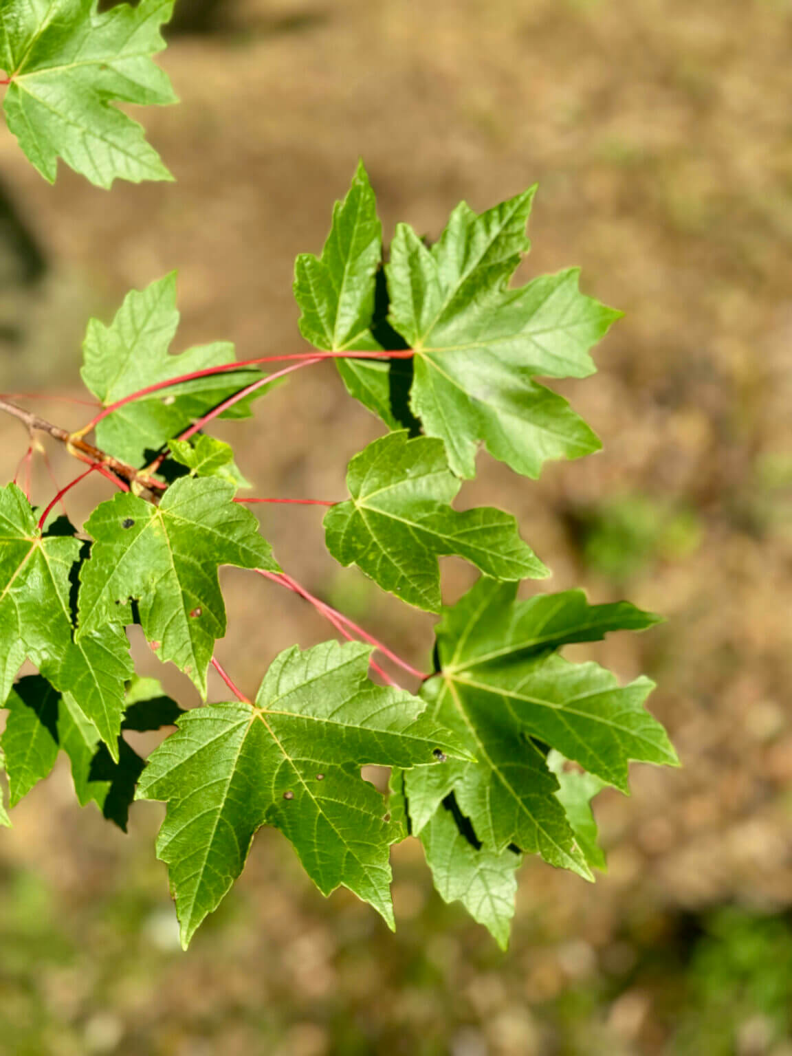 Redpointe Maple - Halka Nurseries