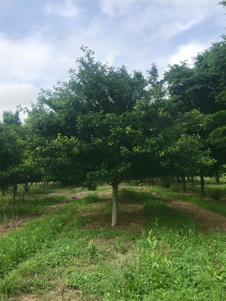 Single-stem Winter King Hawthorne - Halka Nurseries