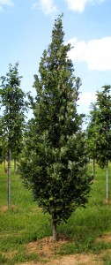 Regal Prince Oak - Halka Nurseries