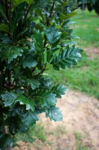 Regal Prince Oak - Halka Nurseries