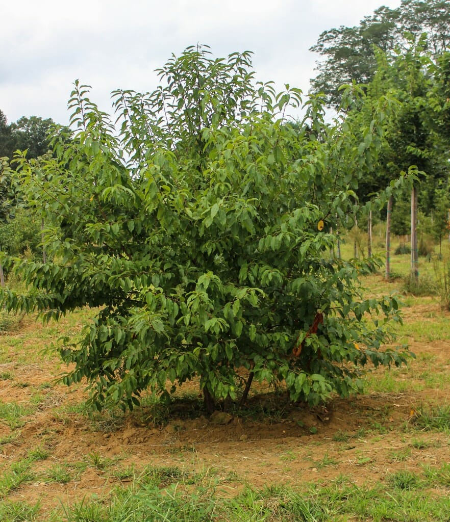 Multi-stem Black Cherry - Halka Nurseries