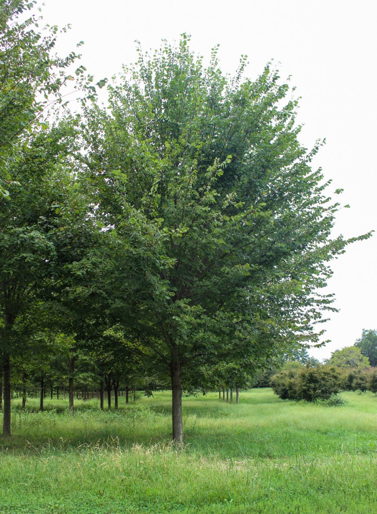 Princeton Elm - Halka Nurseries