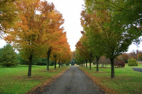 Deciduous Allee - Halka Nurseries