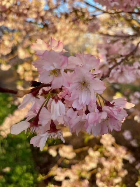 Autumn Flowering Cherry (Low branched) - Halka Nurseries
