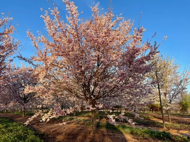 Autumn Flowering Cherry (Low branched) - Halka Nurseries