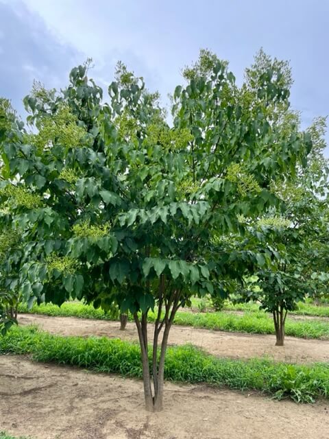 Multi-Stem Japanese Tree Lilac - Halka Nurseries