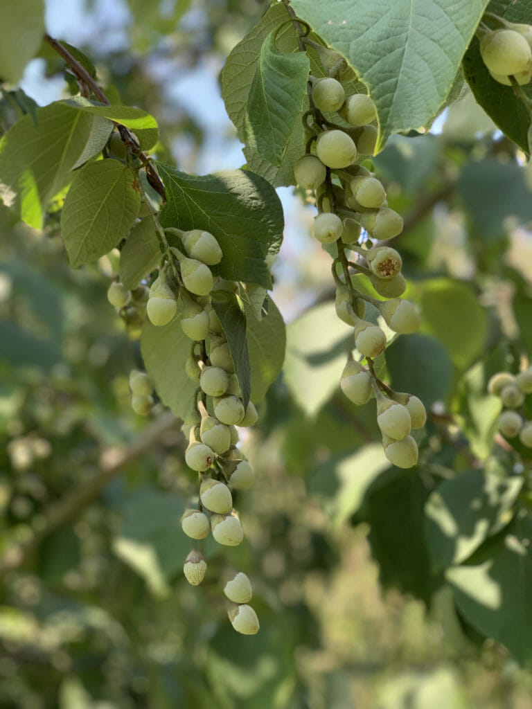 Fragrant Snowbell - Halka Nurseries