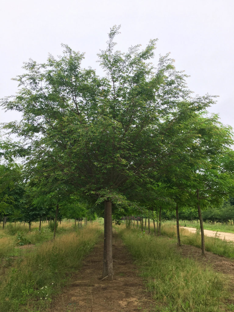Autumn Flowering Cherry (Branched at 6') - Halka Nurseries