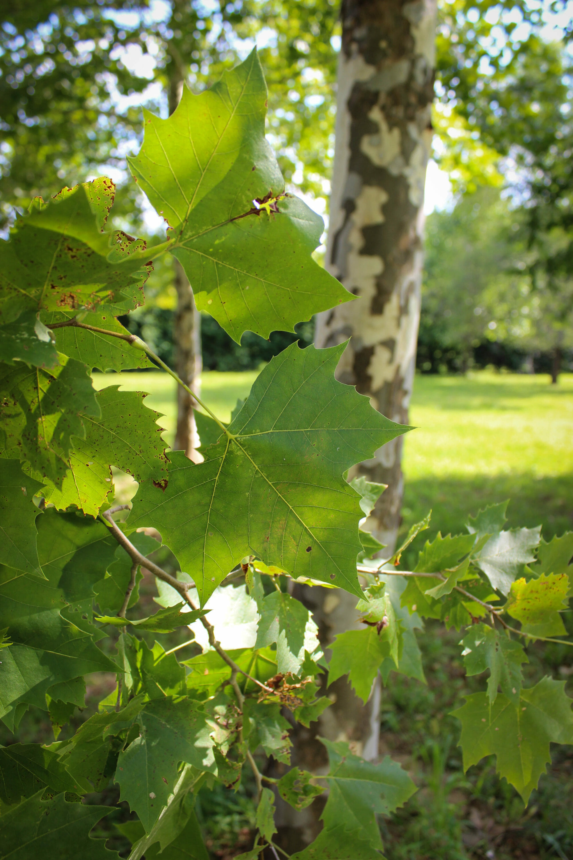 Columbia Planetree - Halka Nurseries