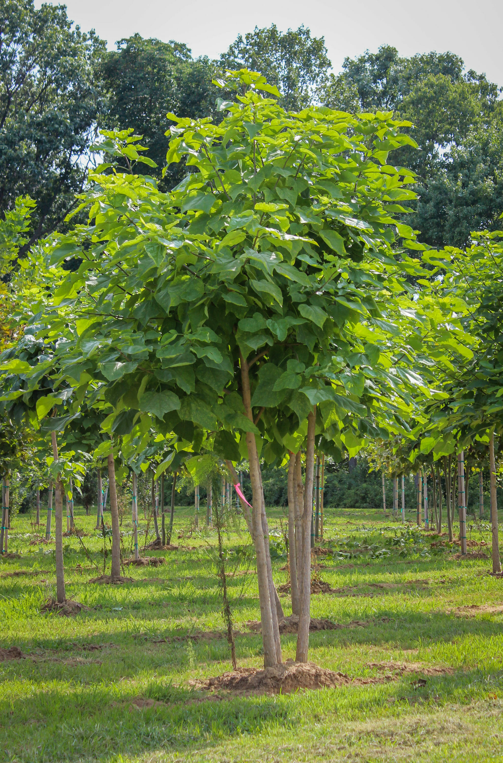 Multi-stem Northern Catalpa - Halka Nurseries