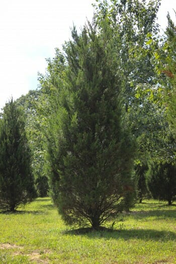 Idyllwild Juniper - Halka Nurseries