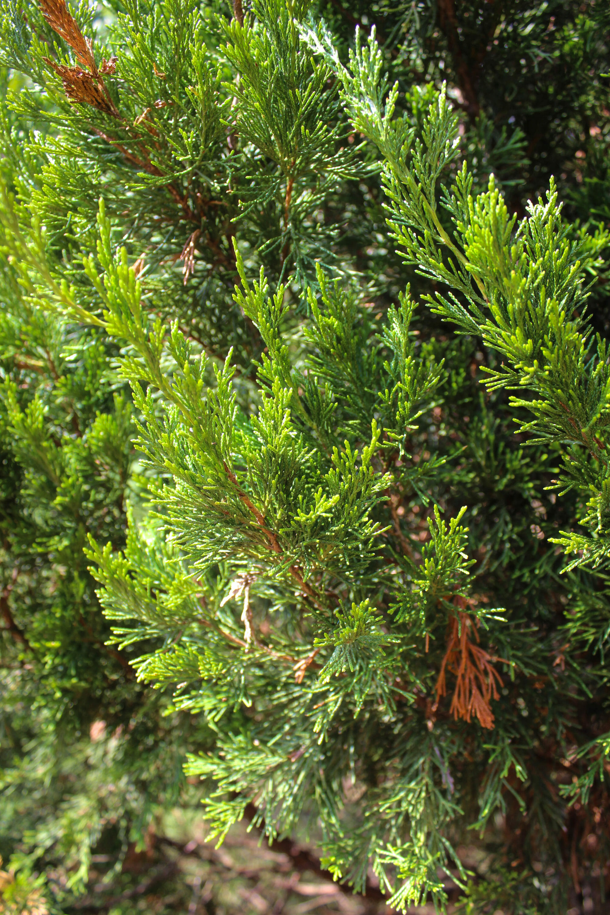 Idyllwild Juniper - Halka Nurseries