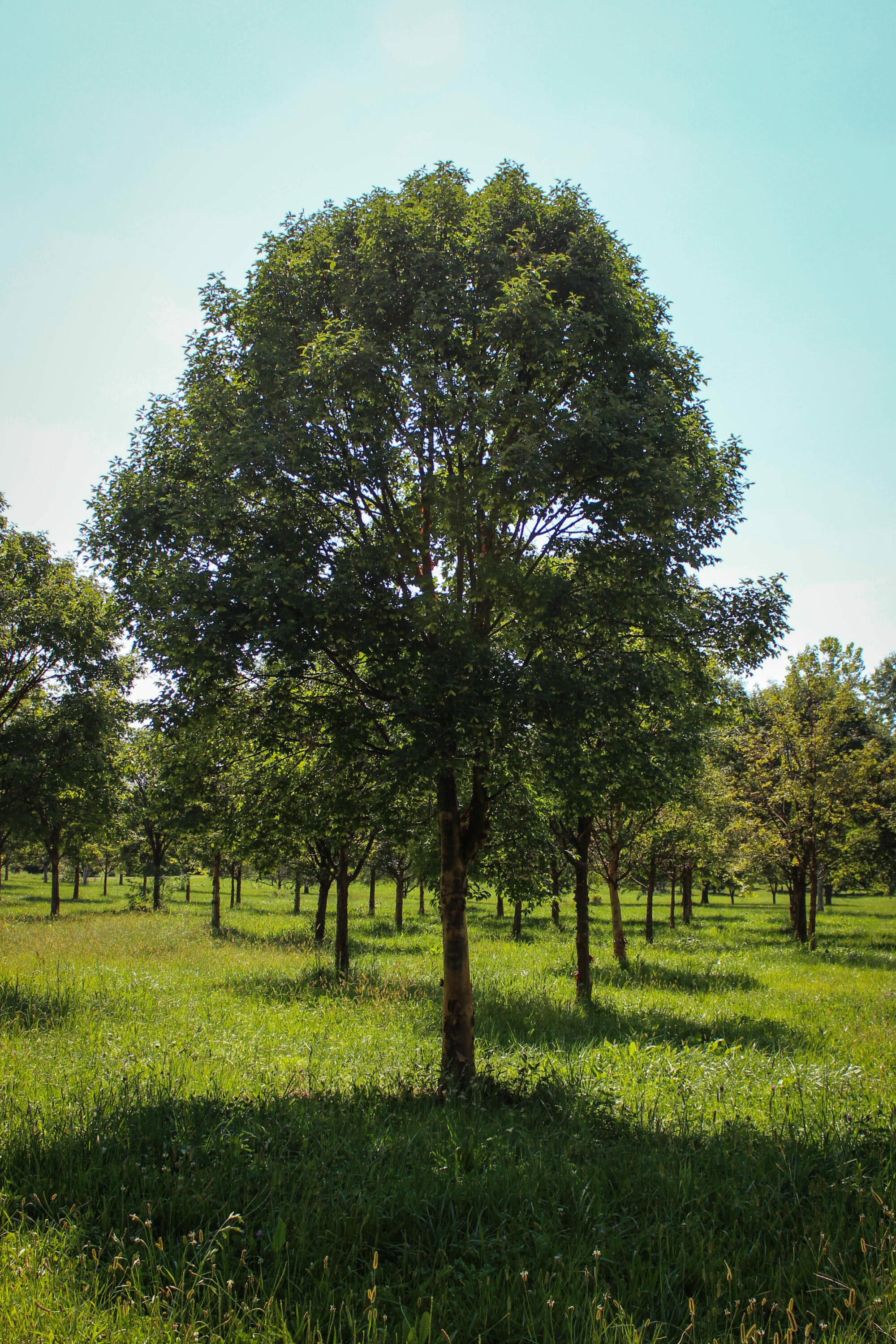 Paperbark Maple - Halka Nurseries