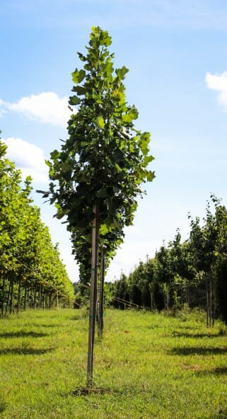 Emerald City Tulip Tree - Halka Nurseries