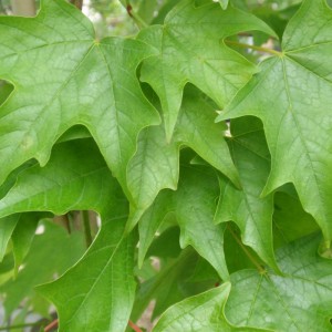 Fall Fiesta Maple - Halka Nurseries