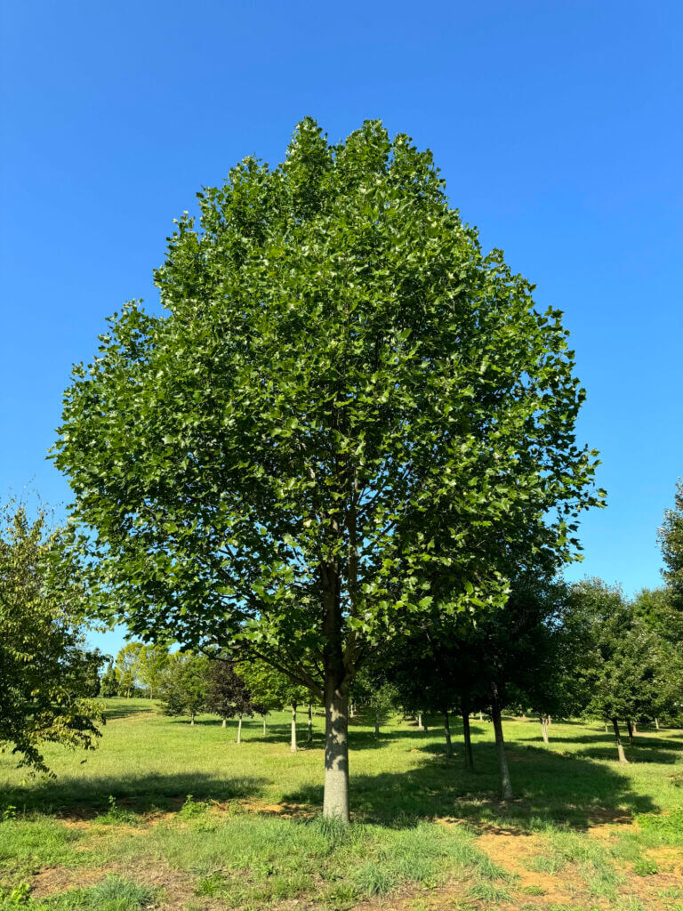 Emerald City Tulip Tree - Halka Nurseries