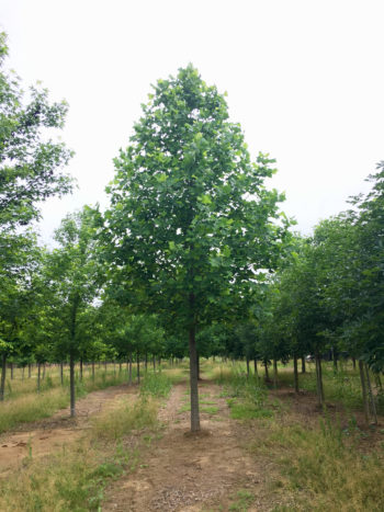 Emerald City Tulip Tree - Halka Nurseries