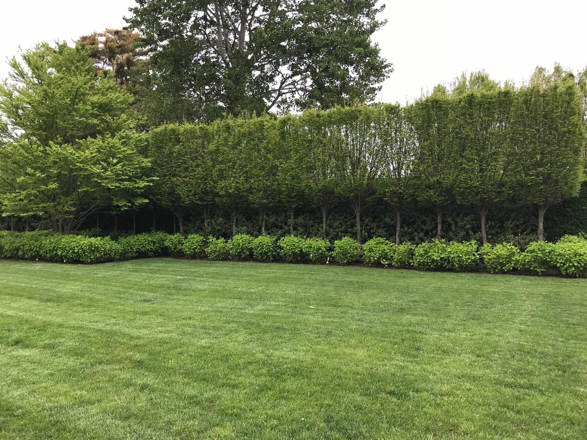 Pleached Hornbeam Aerial hedge - Halka Nurseries