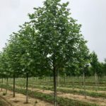 Exclamation London Planetree - Halka Nurseries
