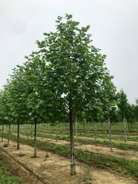 Exclamation London Planetree - Halka Nurseries