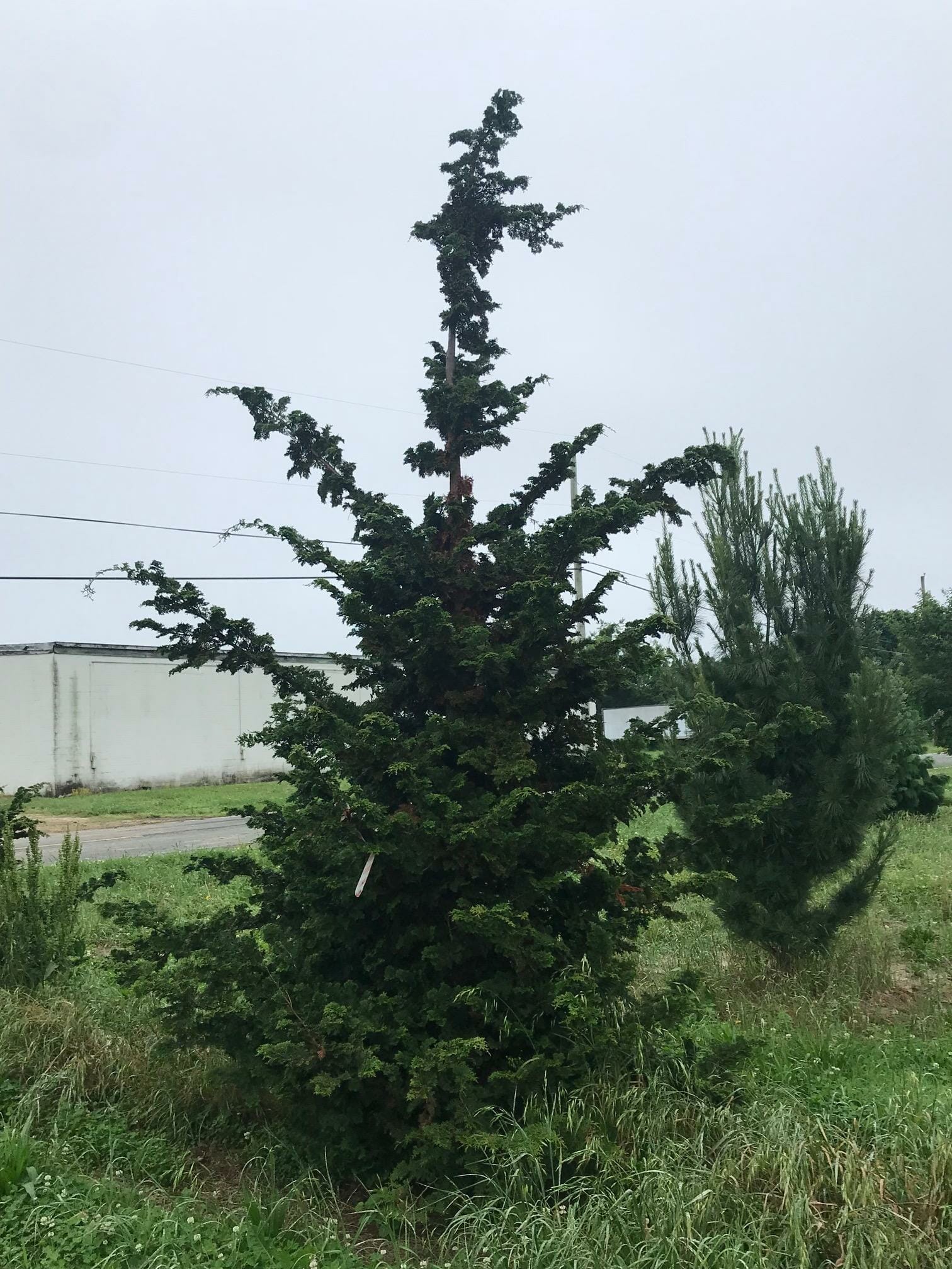 Slender Hinoki Cypress - Halka Nurseries