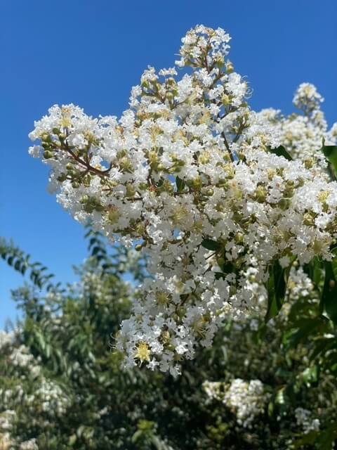 Natchez Crape Myrtle - Halka Nurseries