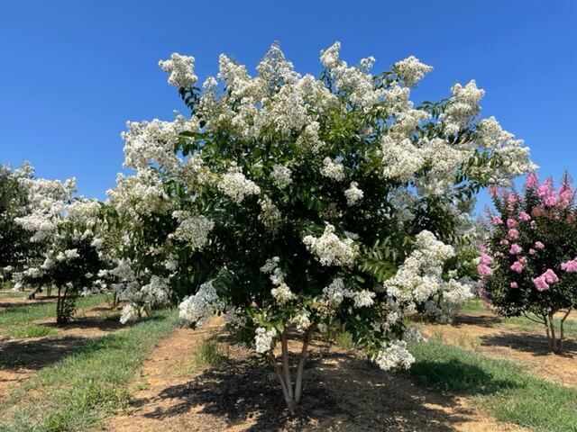 Natchez Crape Myrtle - Halka Nurseries
